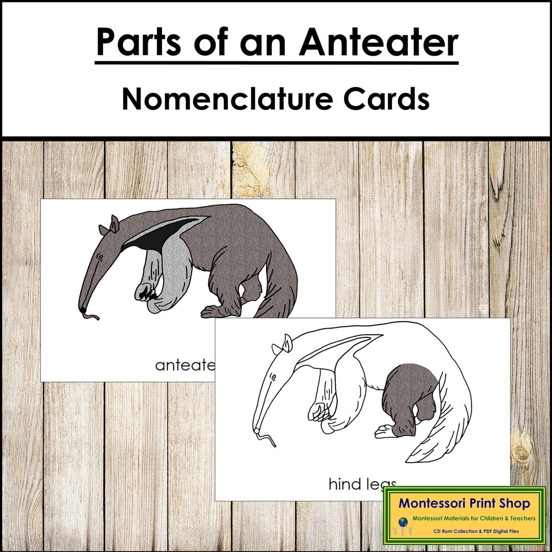 Parts of an Anteater Nomenclature 3-part Cards & Blackline Master ...