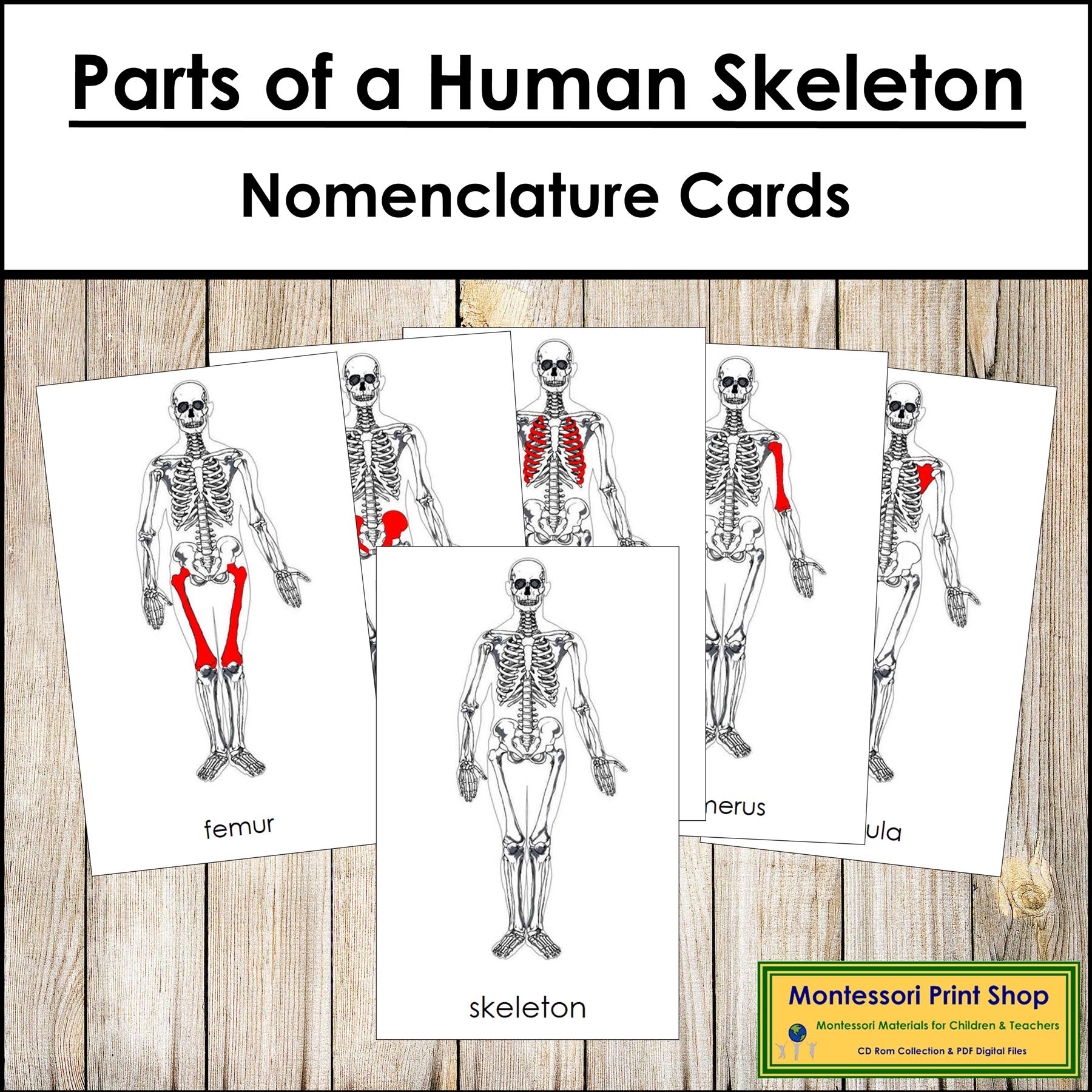 Parts of a Human Skeleton Nomenclature 3-part Cards & Blackline Master ...