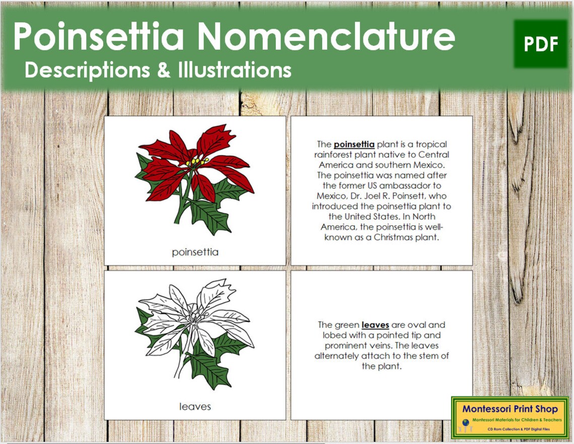 Parts of a Poinsettia Nomenclature Book Science Printable - Etsy