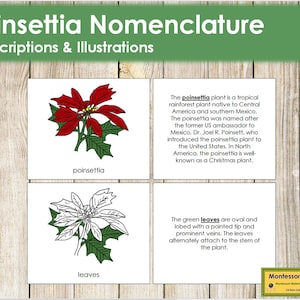 Parts of a Poinsettia Nomenclature Book Science Printable - Etsy