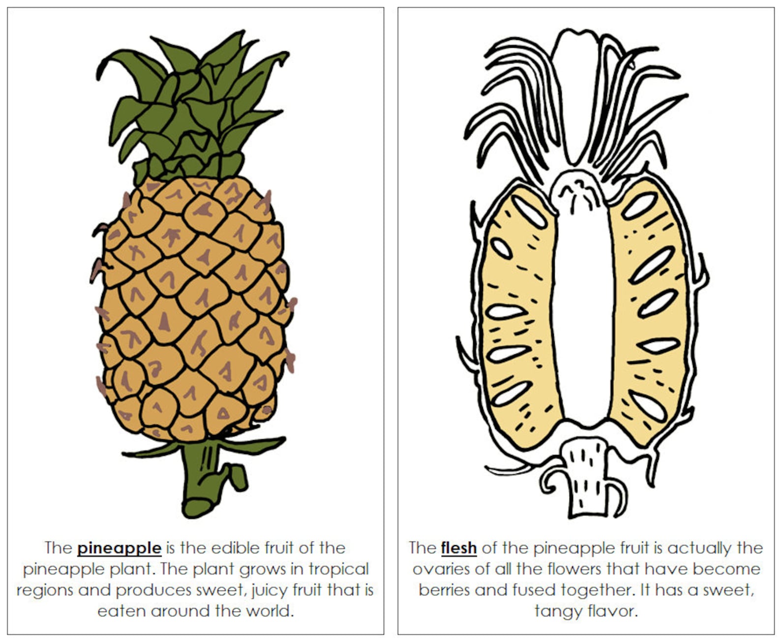 Parts of a Pineapple Nomenclature Book Montessori Botany | Etsy