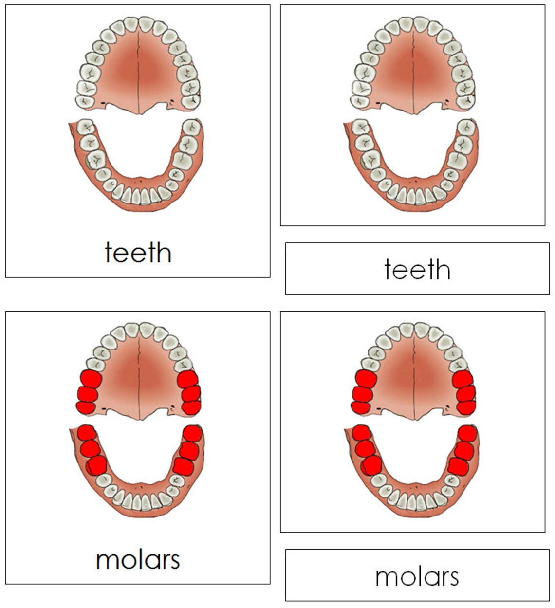 Parts of Teeth & Jaw Nomenclature 3-part Cards Printable | Etsy