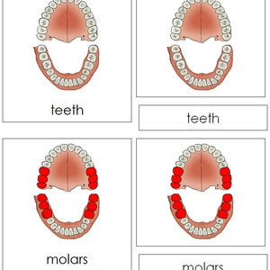 Parts of Teeth & Jaw Nomenclature 3-part Cards - Printable Montessori ...