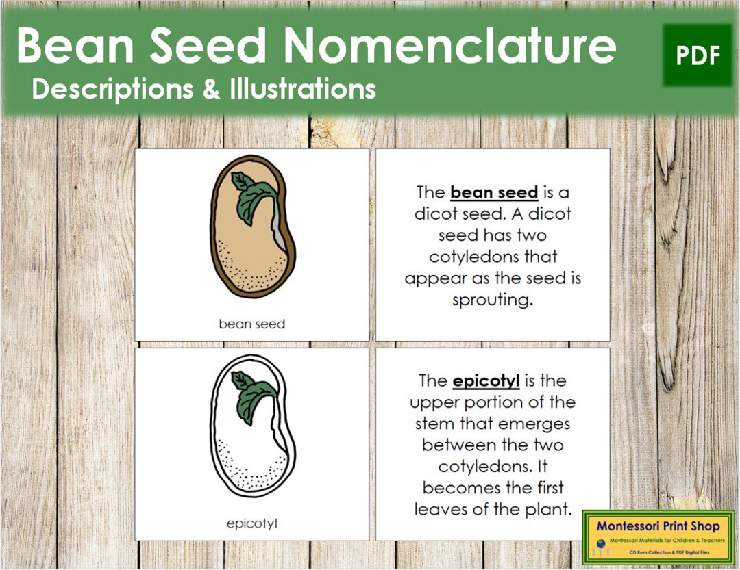 Parts of a Bean Seed Nomenclature Book Montessori Botany - Etsy