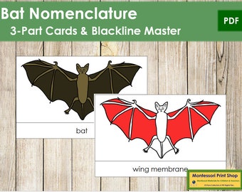 Parts of a Flamingo Nomenclature 3-part Cards Montessori - Etsy