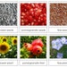 Seed and Plant Matching Cards - Montessori Botany - Printable ...