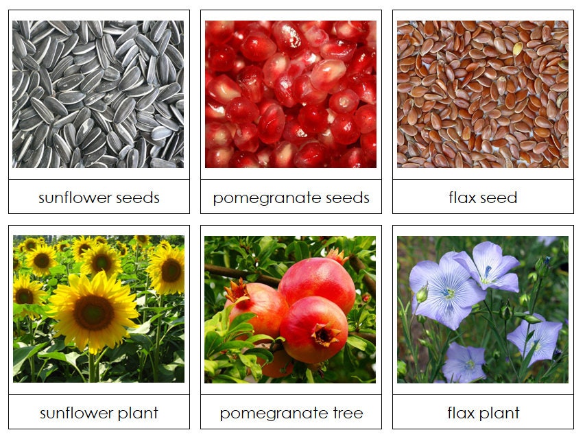 Seed and Plant Matching Cards - Montessori Botany Activity (digital ...