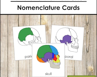 Parts of a Human Skull Puzzle With Nomenclature Cards 3-6 Montessori ...
