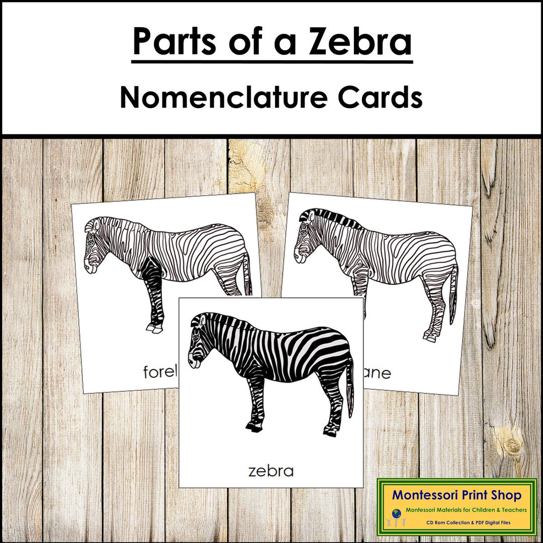 Parts of a Zebra Nomenclature 3-part Cards - Zoology - Printable ...