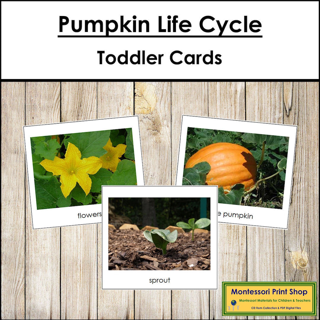 Pumpkin Life Cycle Cards - Printable Toddler Montessori Materials ...