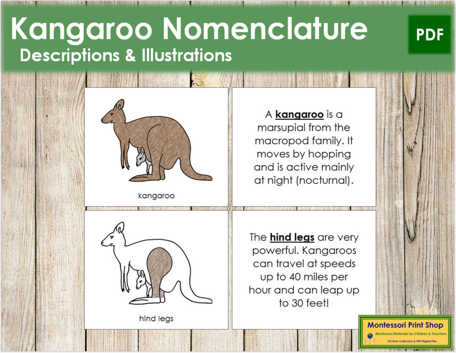 Parts of a Kangaroo Nomenclature Book Montessori Zoology - Etsy