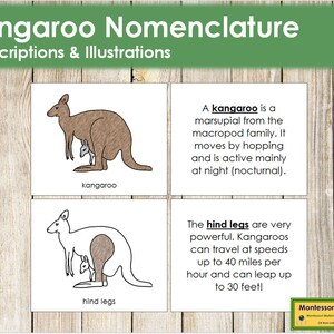 Parts of a Kangaroo Nomenclature Book Montessori Zoology - Etsy