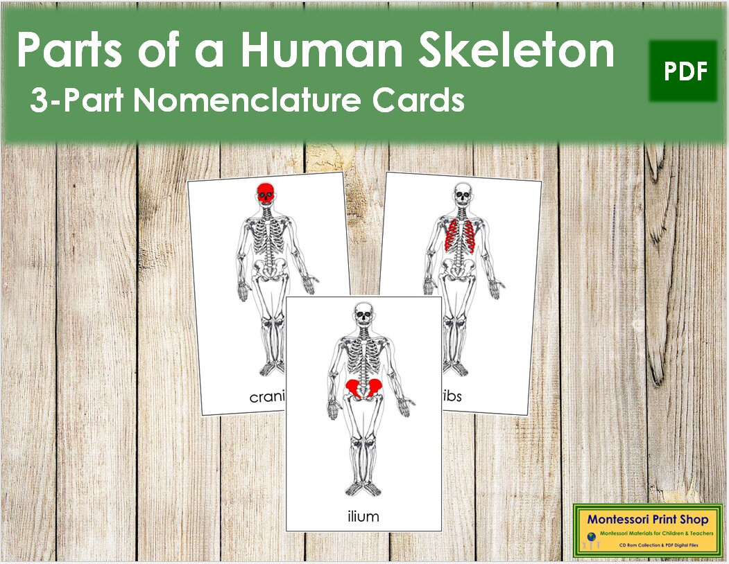 Parts of a Human Skeleton Nomenclature 3-part Cards Science - Etsy