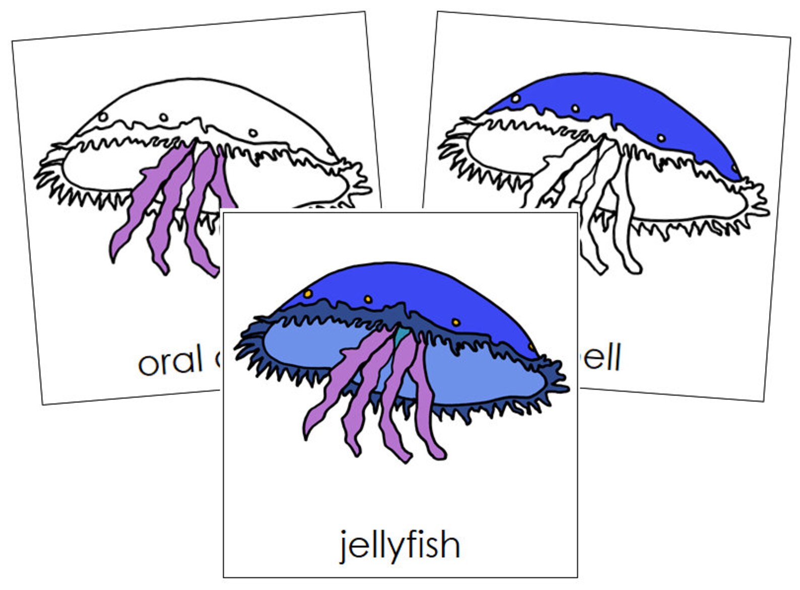 Parts of a Jellyfish Nomenclature 3-part Cards Montessori - Etsy