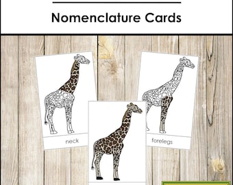 Montessori 3 Part Cards Parts of a Crocodile - Etsy