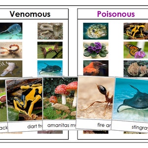 Venomous or Poisonous? Animals and Plants Sorting Cards & Control Chart ...