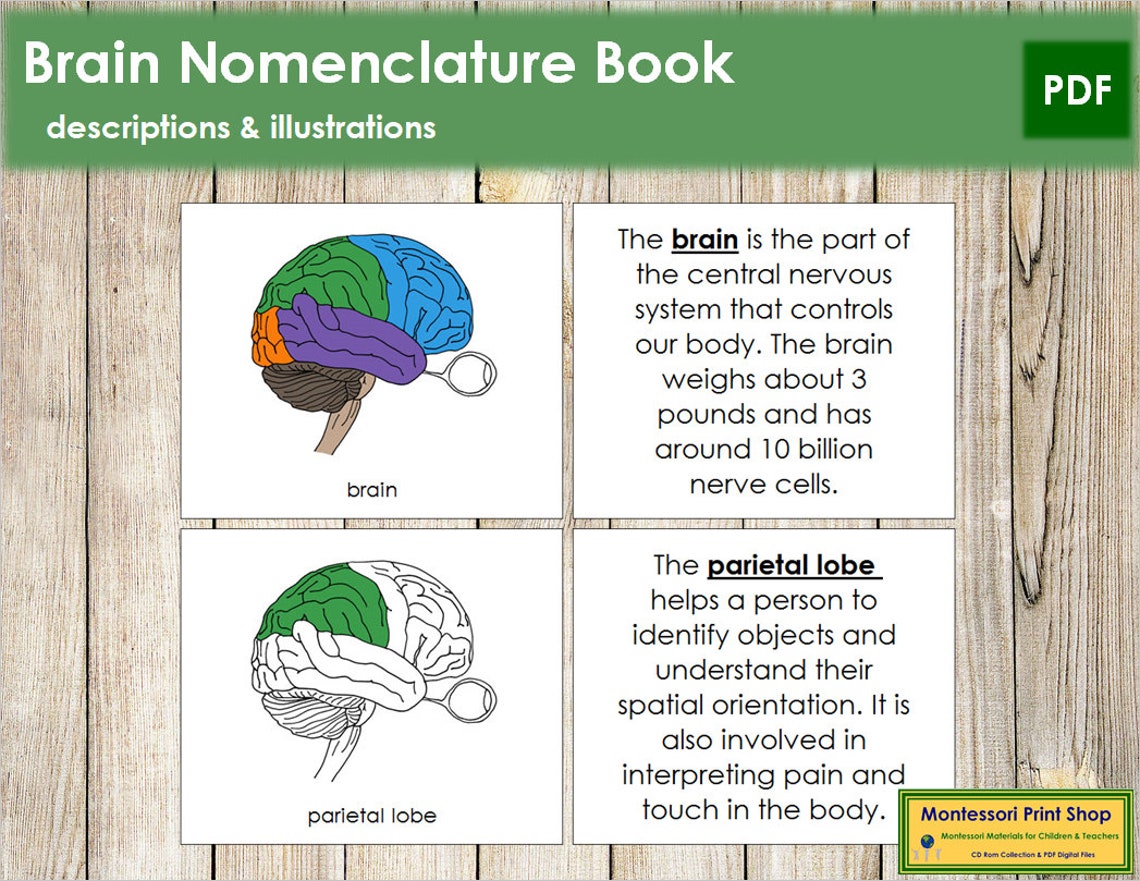 Parts of a Human Brain Nomenclature Book Science Printable | Etsy
