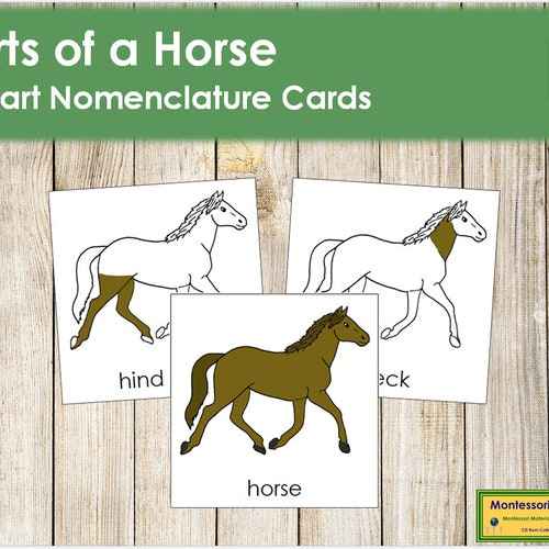 Parts of a Skull Nomenclature 3-part Cards Science - Etsy Canada