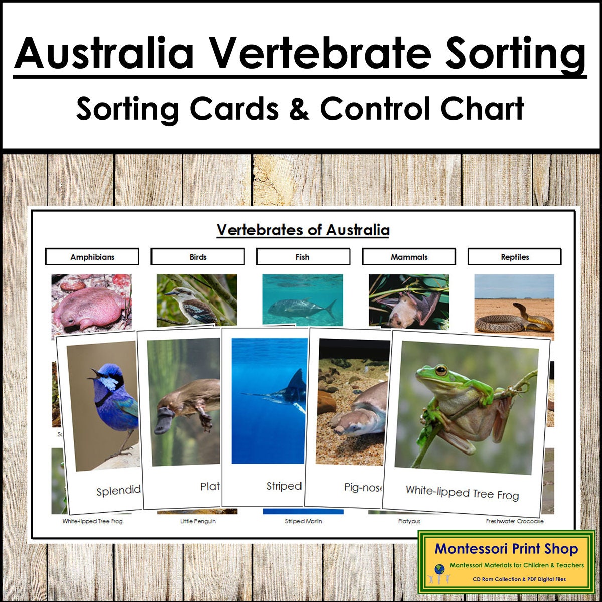 Australia Vertebrate Sorting Cards & Control Chart Montessori Zoology ...
