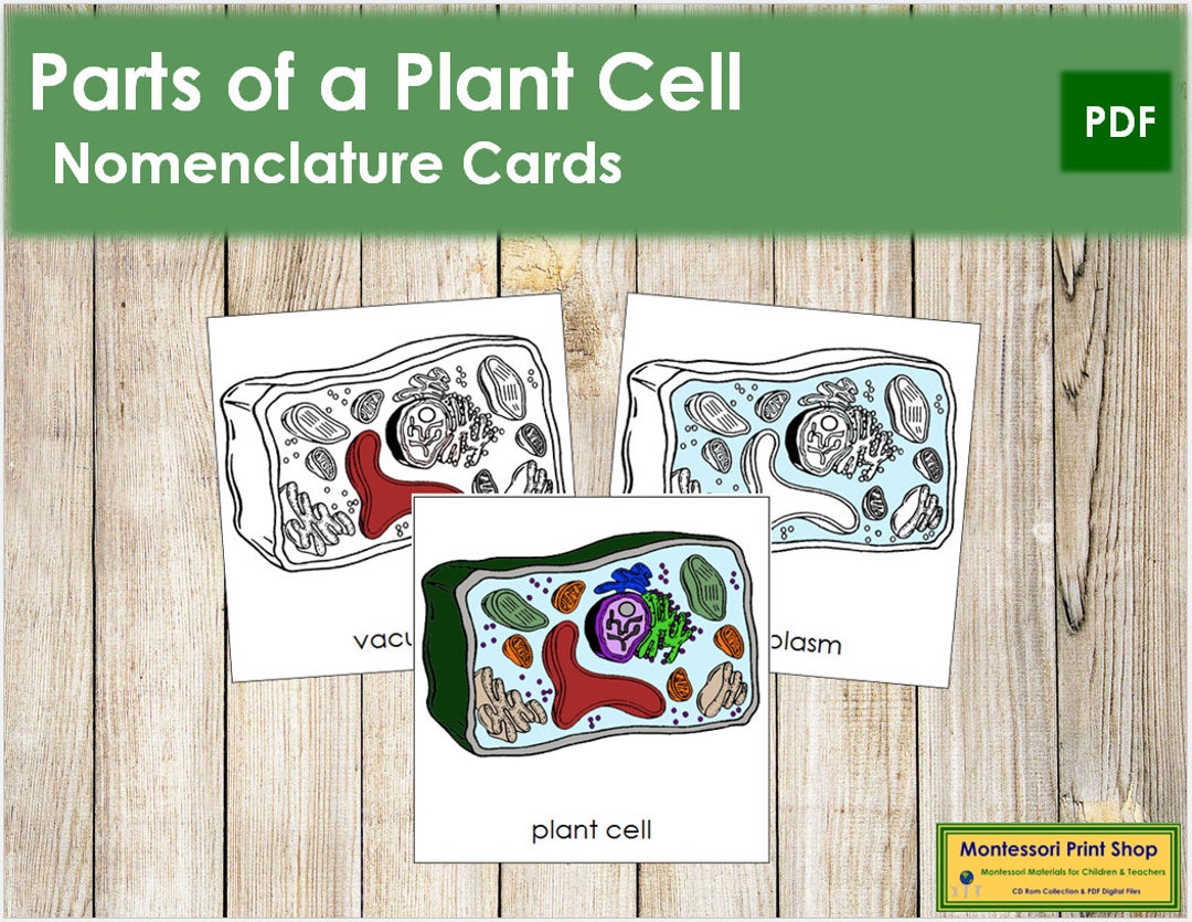 Parts of a Plant Cell Nomenclature 3-part Cards Science - Etsy