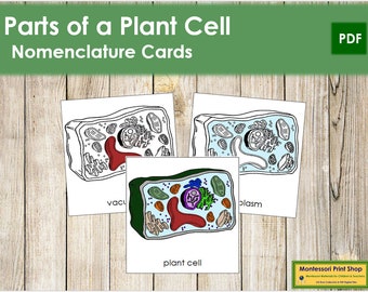 Montessori 3 Part Cards Parts of a Tree - Etsy