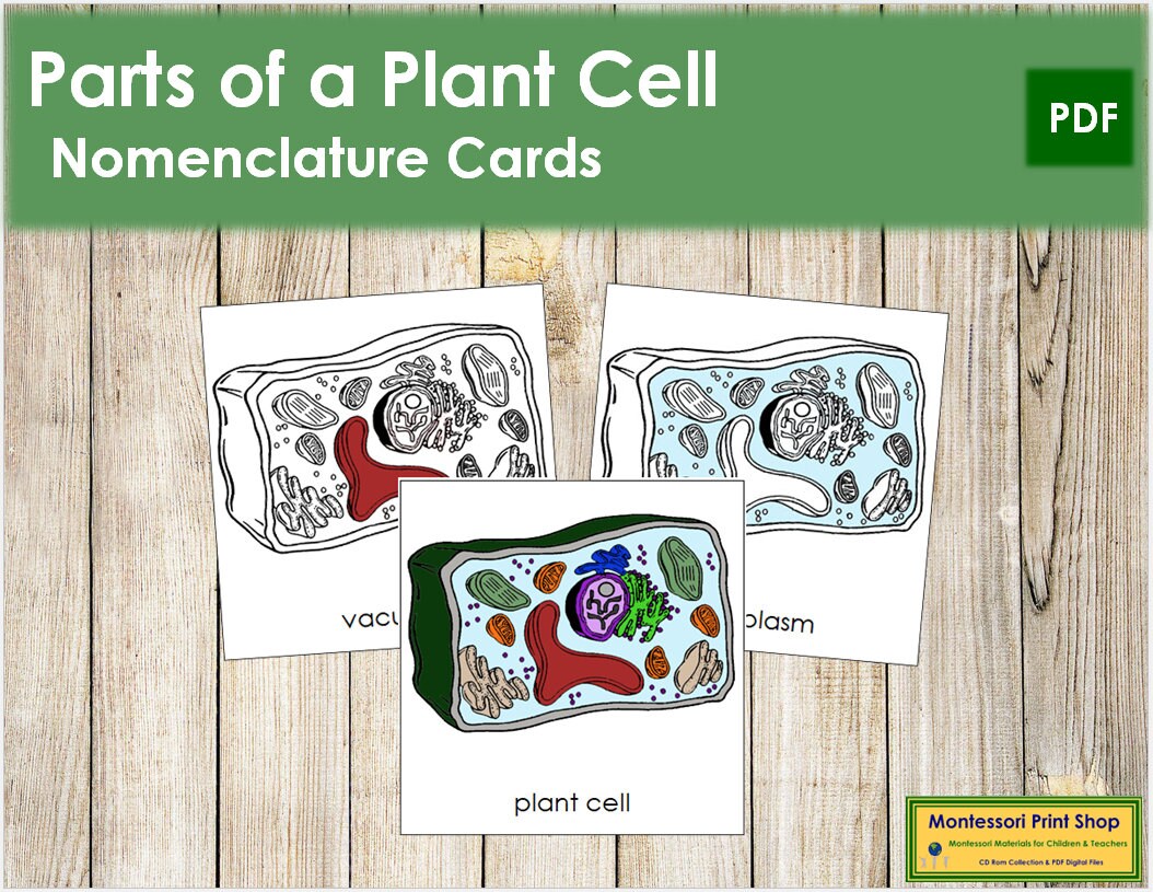 Parts of a Plant Cell Nomenclature 3-part Cards Science - Etsy