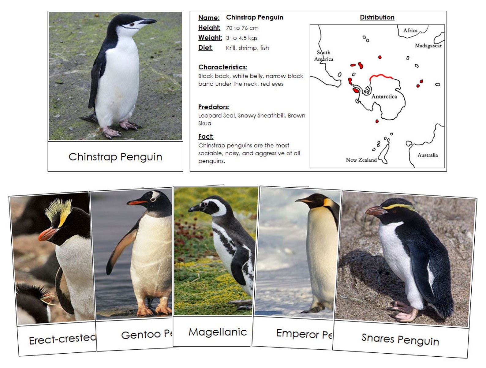 Types of Penguins, Information, & Distribution Maps - Montessori ...