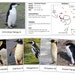 Types of Penguins, Information, & Distribution Maps Zoology Printable ...