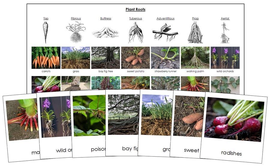 Types of Plant Roots Sorting Cards & Chart - Montessori Botany Activity ...