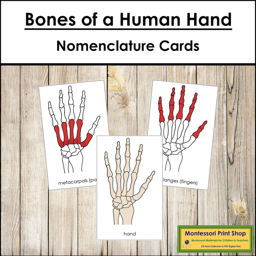 Bones of a Human Hand Nomenclature 3-part Cards (red) - Printable ...