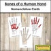 Bones of a Human Hand Nomenclature 3-part Cards (red) - Printable ...