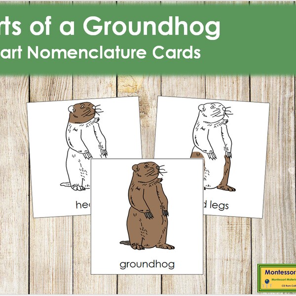 Groundhog Anatomy - Etsy