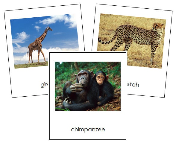 Animals of Africa Montessori Continent Cards Geography - Etsy