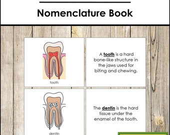 Parts of a Tooth • Nomenclature Cards • Montessori • Flash Cards ...