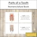 Parts of a Tooth Nomenclature Book - Montessori Human Anatomy (digital ...