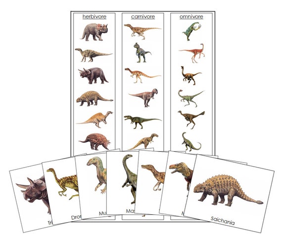 Omnivore Animals Chart