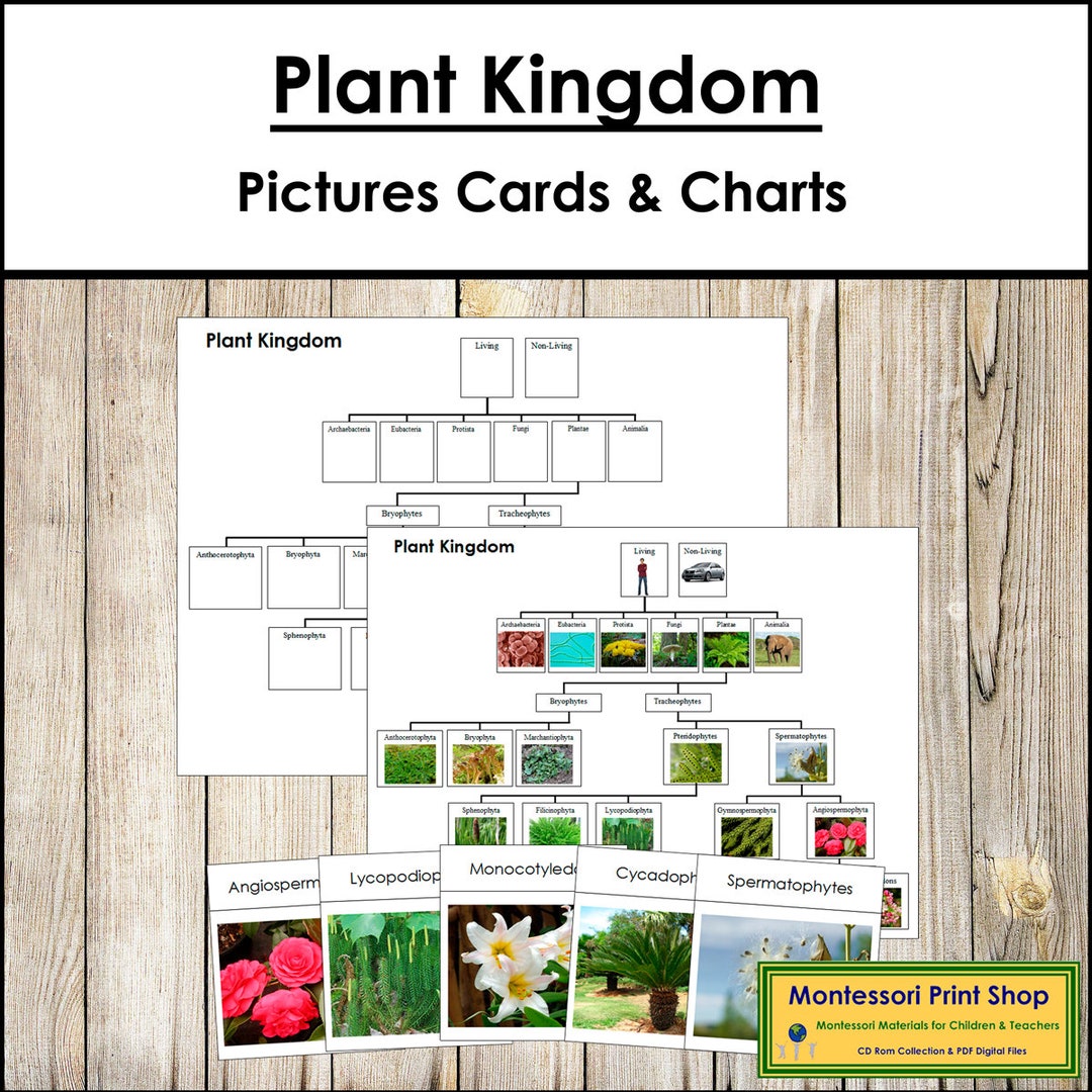 Plant Kingdom Charts & Cards - Montessori Botany Classification ...