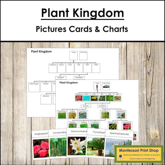 Plant Kingdom Science