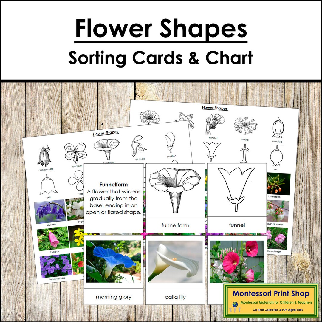 Types of Flower Shapes Sorting Cards & Chart - Montessori Botany ...