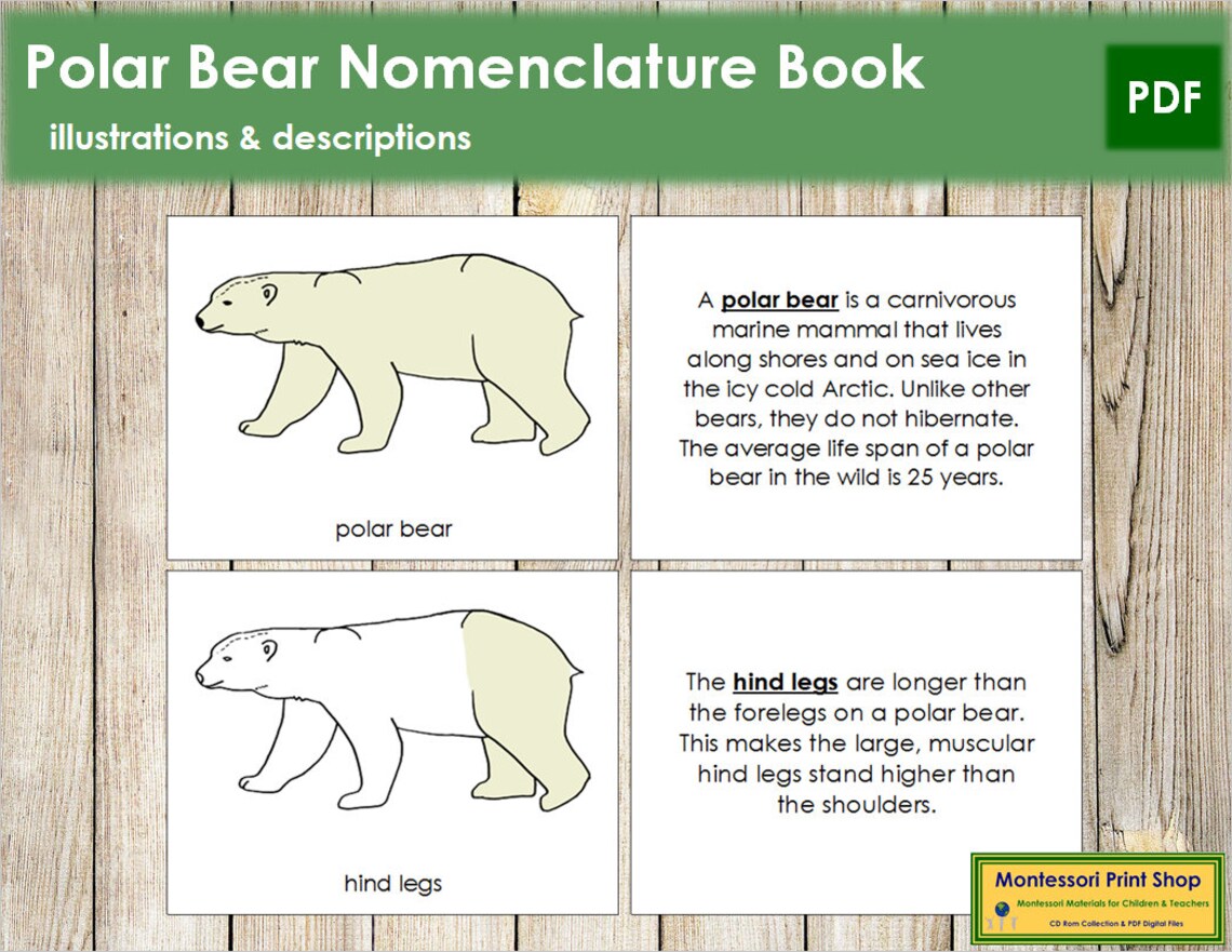 Parts of a Polar Bear Nomenclature Book Montessori Zoology | Etsy Canada