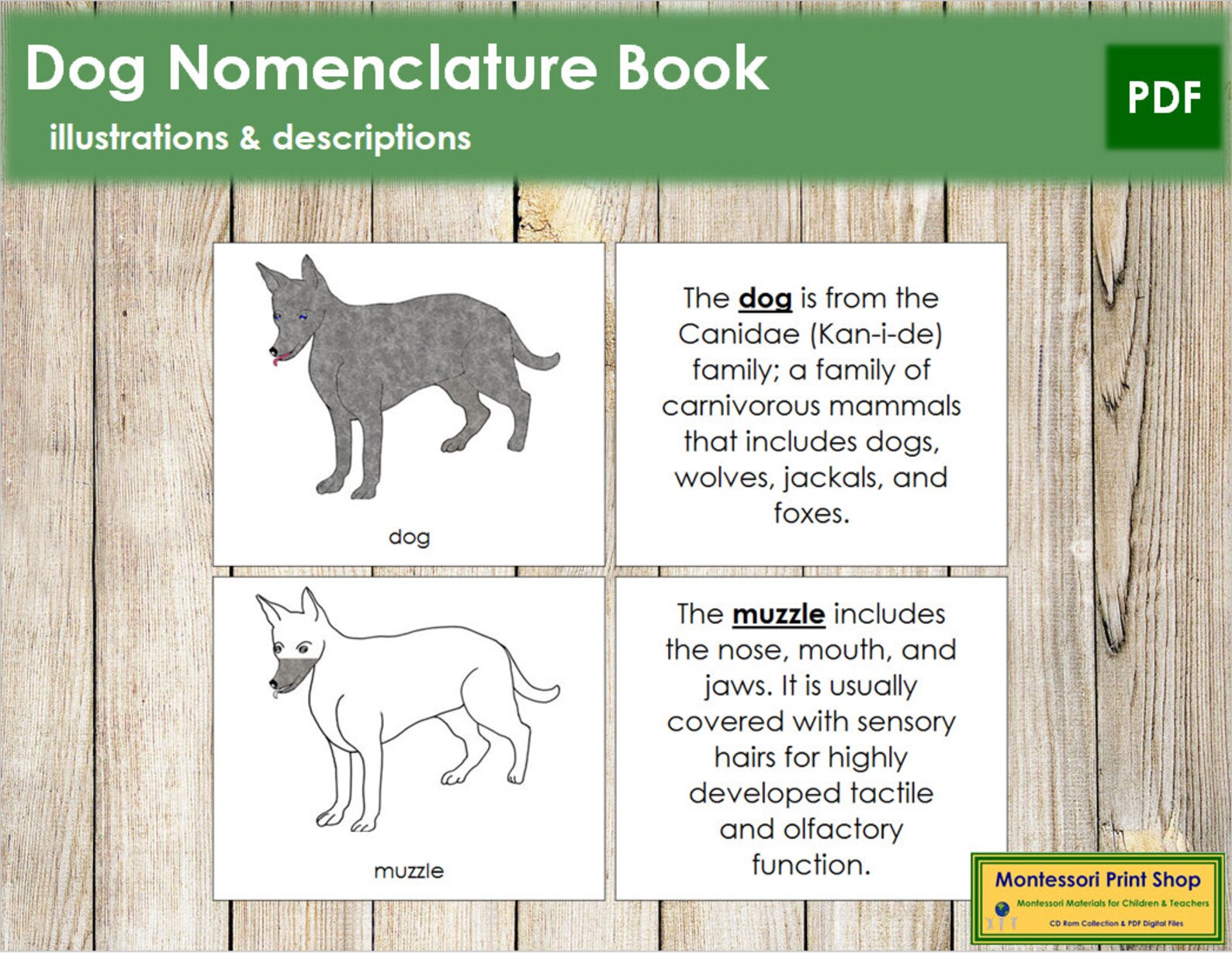 Parts of a Dog Nomenclature Book Montessori Zoology | Etsy