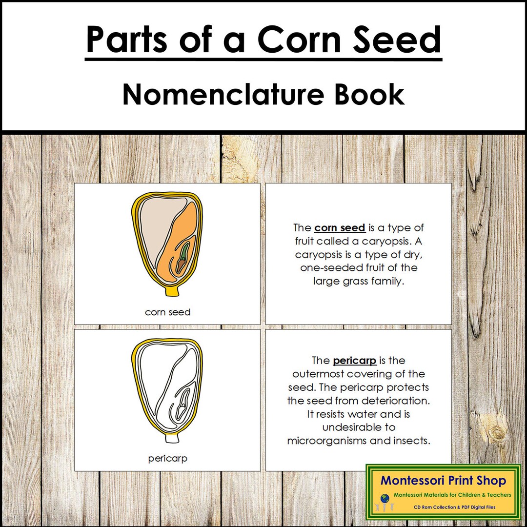 Parts of a Corn Seed Nomenclature Book - Montessori Botany - Printable ...