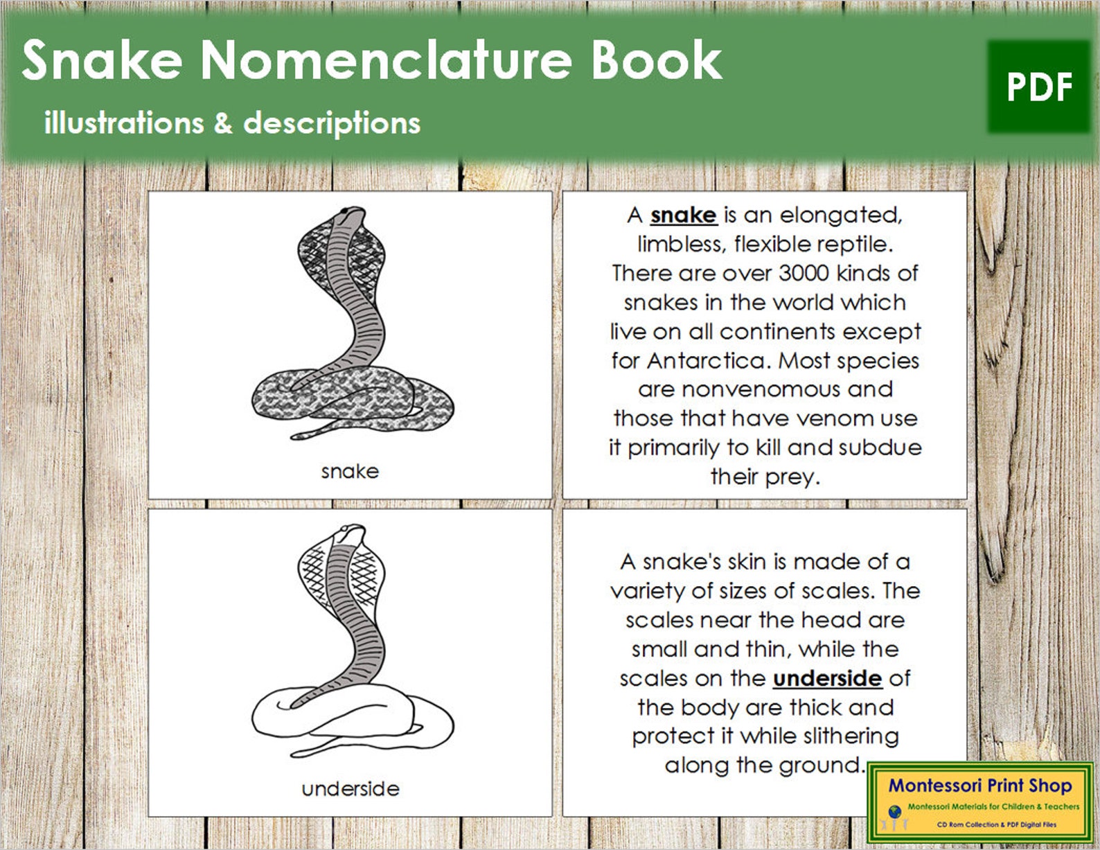 Parts of a Snake Nomenclature Book Montessori Zoology | Etsy Canada