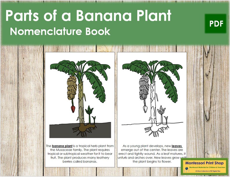 Parts of a Banana Plant Nomenclature Book Montessori Botany - Etsy