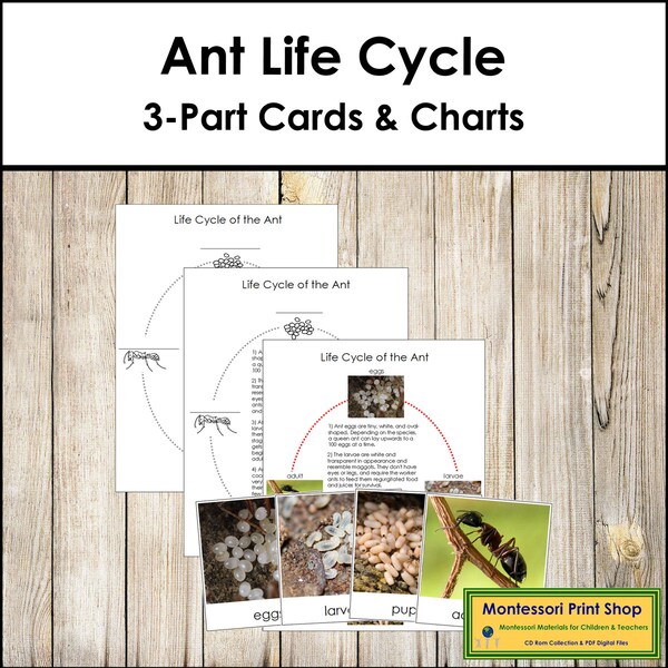 Montessori Ant - Etsy