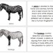 Parts of a Zebra Nomenclature Book - Zoology - Printable Montessori ...