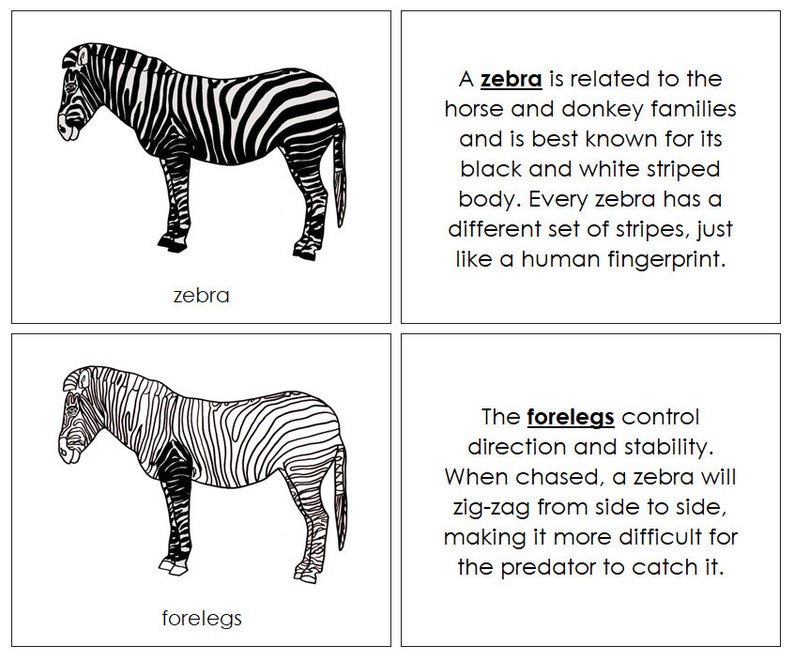 Parts of a Zebra Nomenclature Book Zoology Printable Montessori ...