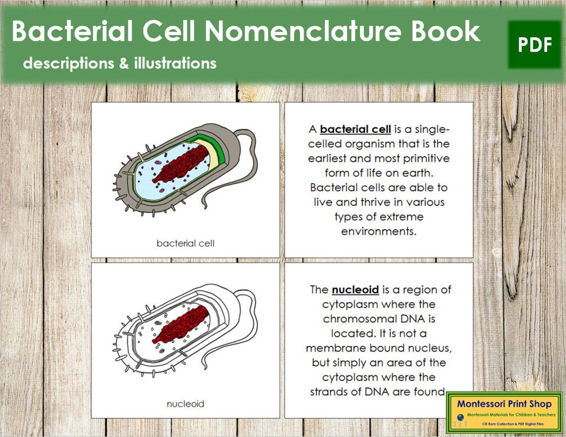 Parts of a Bacterial Cell Nomenclature Book Science | Etsy