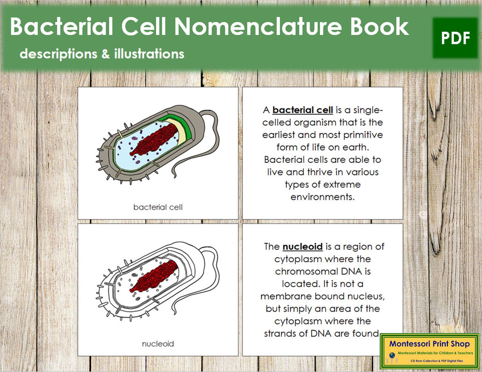 Parts of a Bacterial Cell Nomenclature Book Science | Etsy