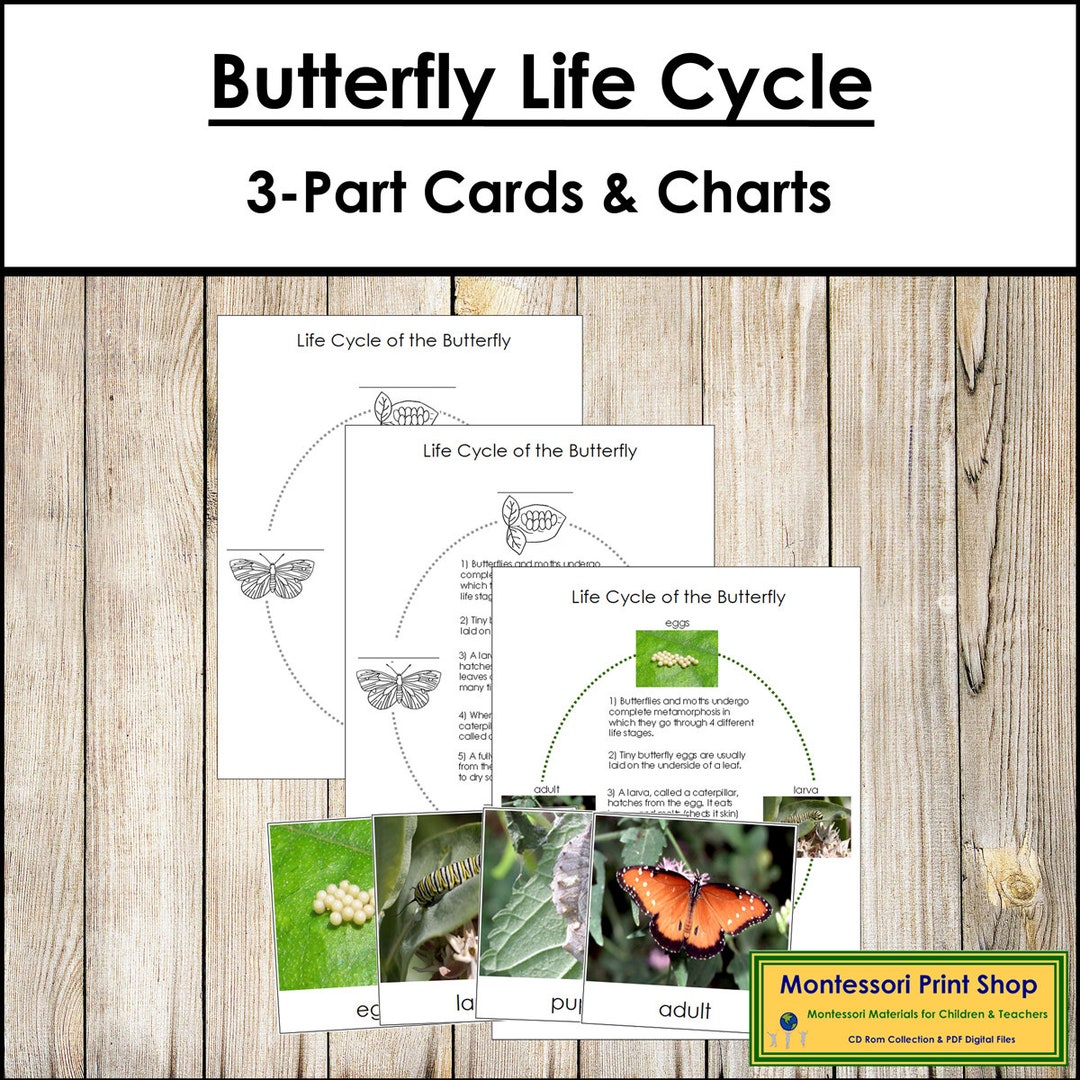 The Butterfly Life Cycle 3-part Cards & Charts Montessori Nomenclature ...
